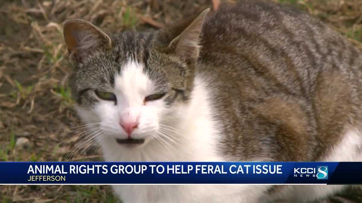 Jefferson hopes to find better solution for feral cat problem