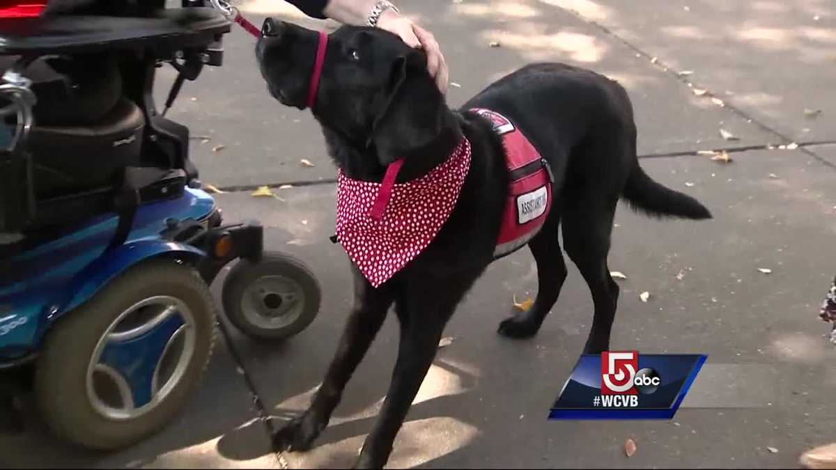 New push to keep people from taking advantage of service animal program
