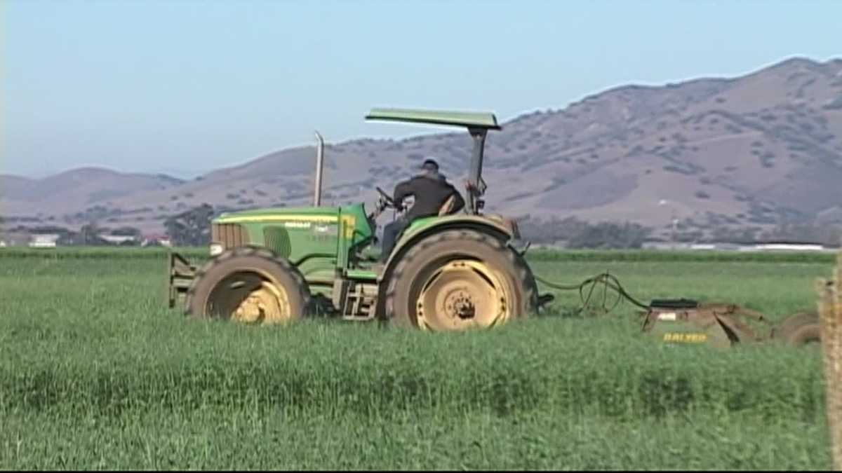 Mysterious Chualar crop circle plowed under