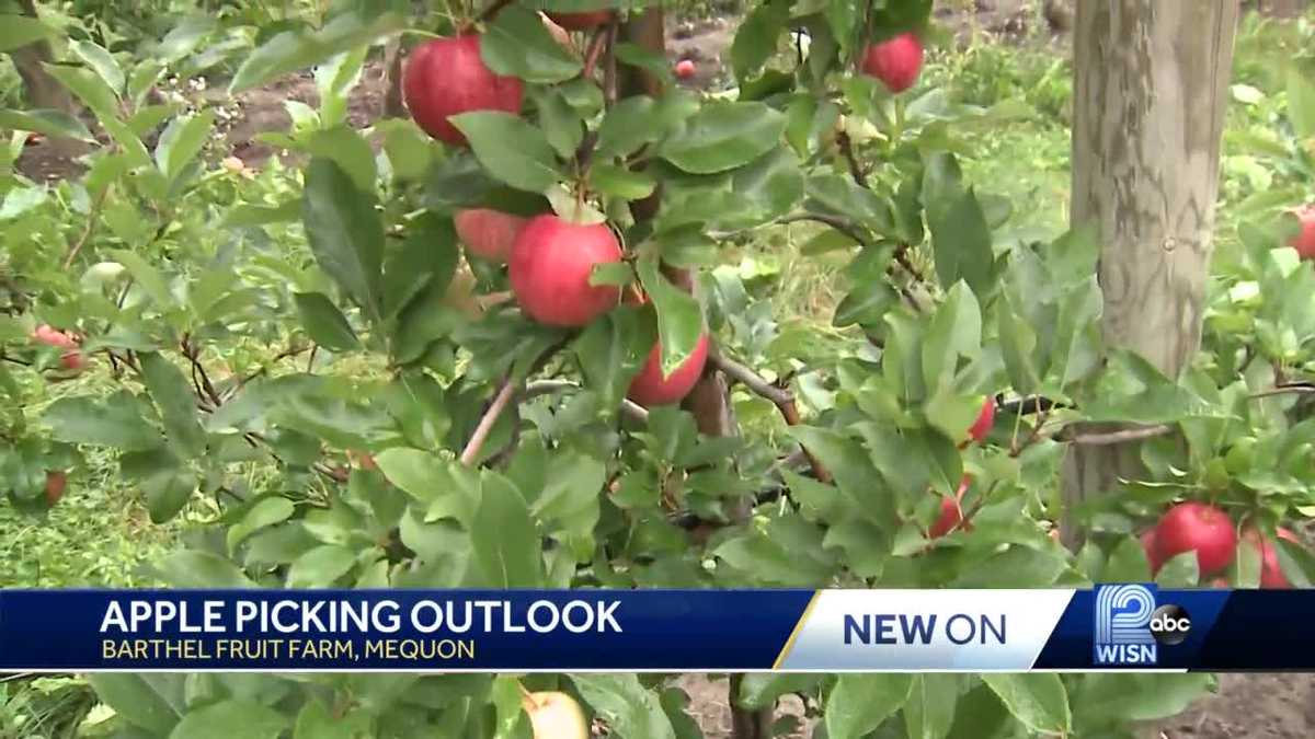 Tips on choosing the perfect apple for picking