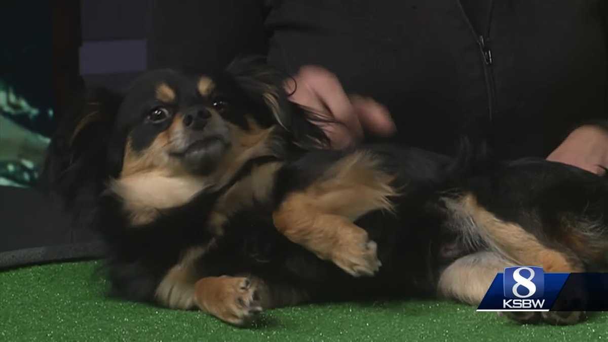 Pet of the Weekend: Merlin the Dog
