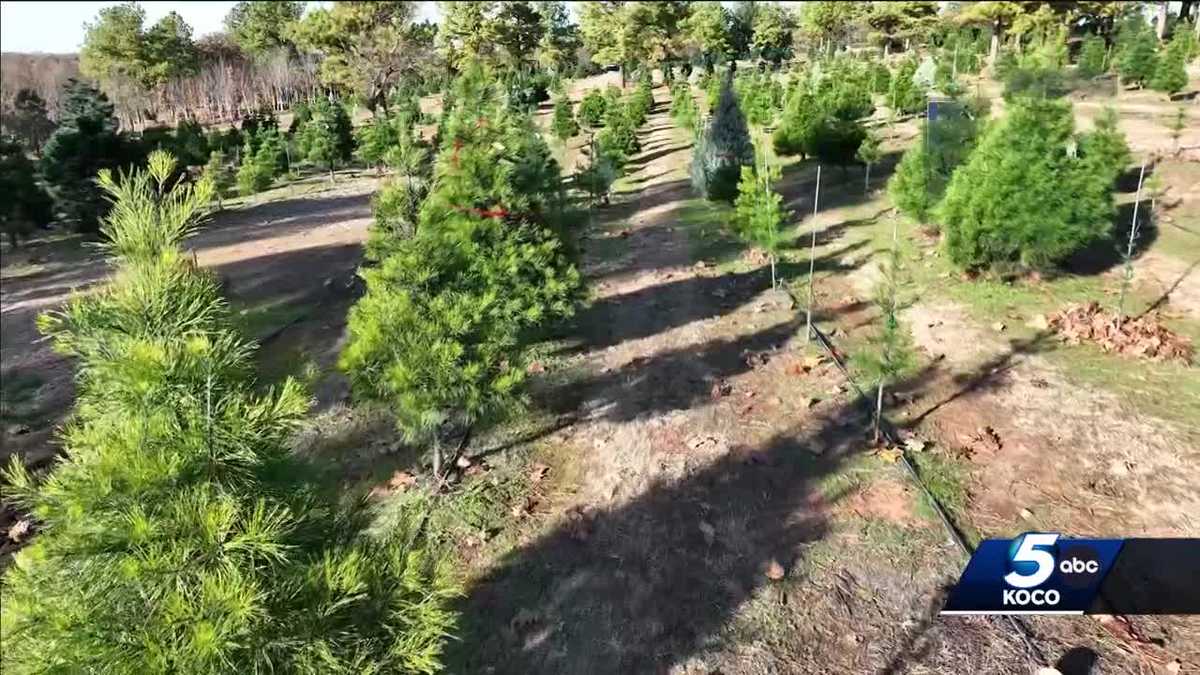 Here's how to keep insects out of real Christmas trees