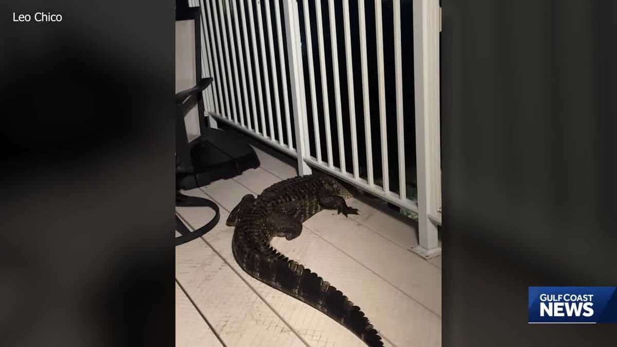 Three-legged alligator breaks into Estero family’s backyard