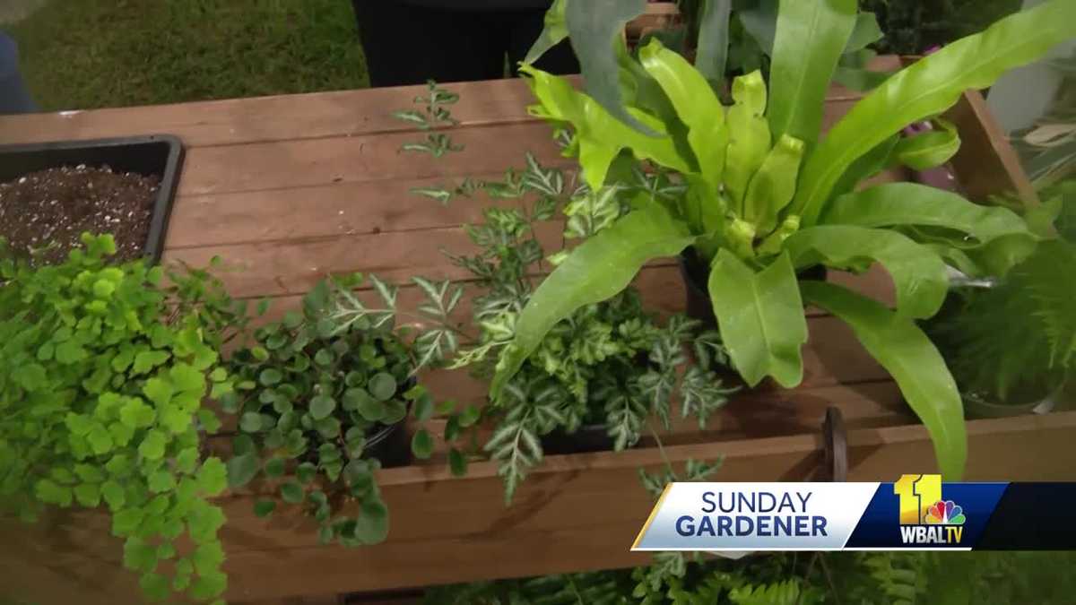 Sunday Gardener: Ferns 101