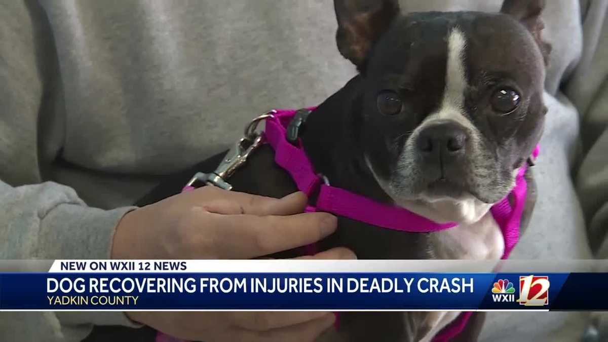 Dog who survived her owners’ fatal vehicle crash in I-77 pile-up ...