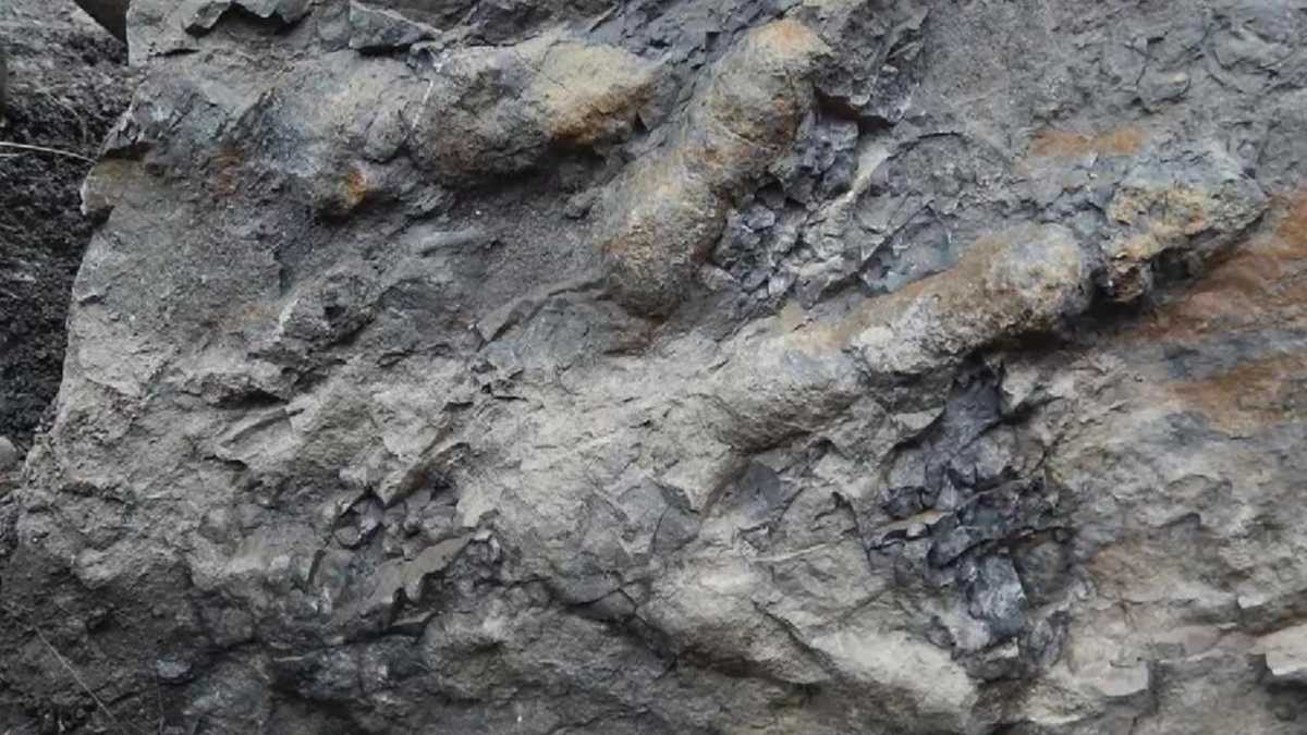 Dinosaur fossils found in Alaska