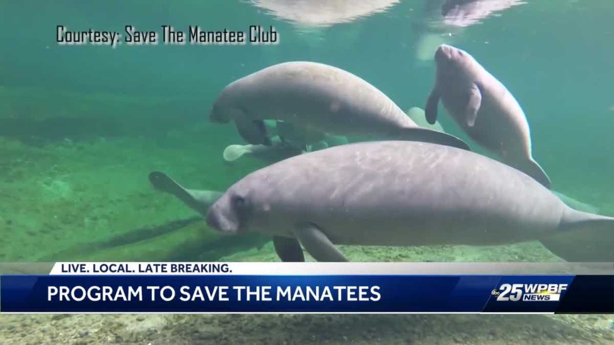 South Florida program aims to save the manatees