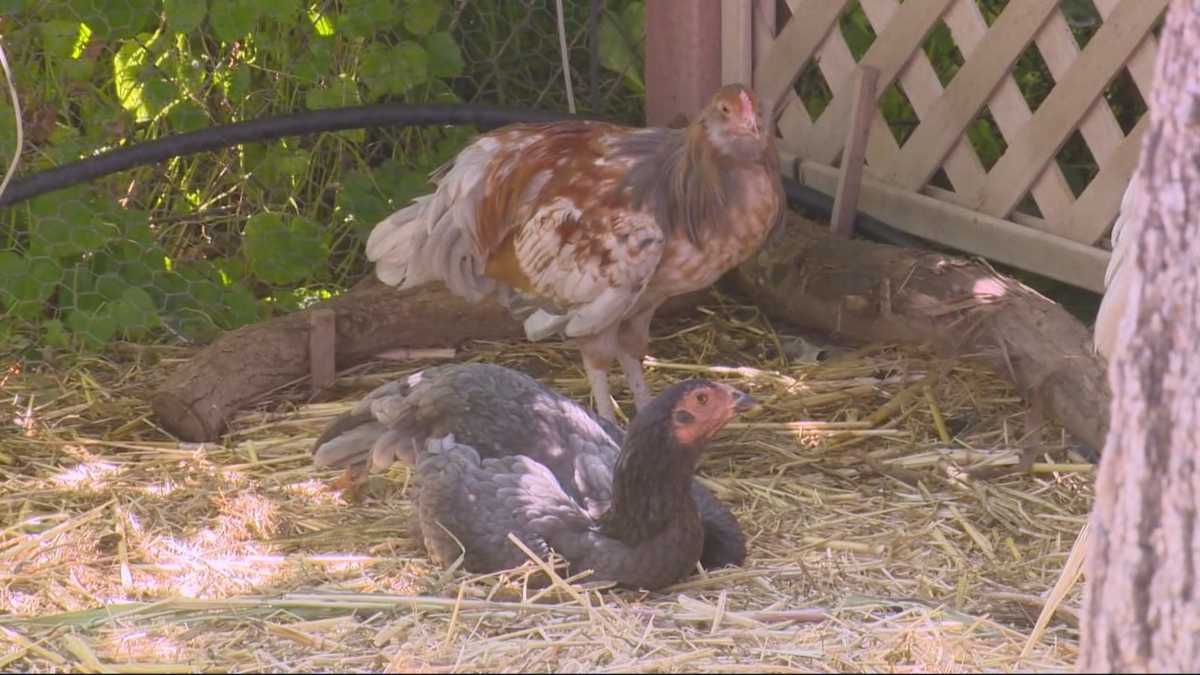 Fowl mystery: Who's stealing therapy chickens in Marysville?