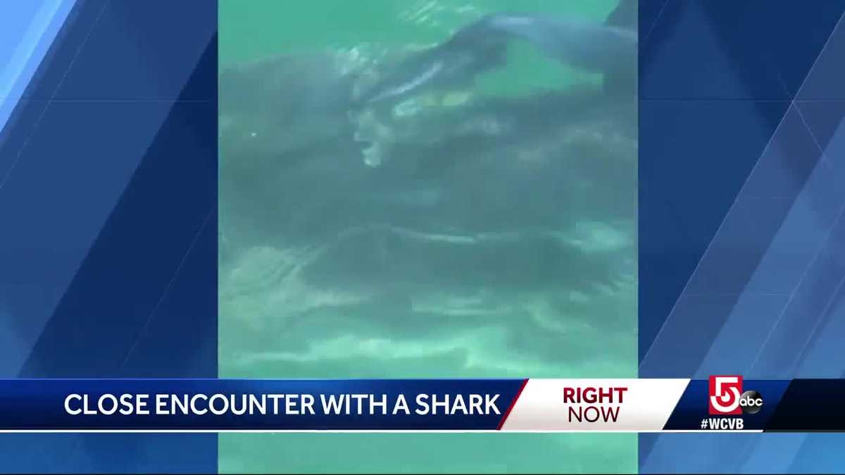 Family has close encounter with great white in Buzzards Bay