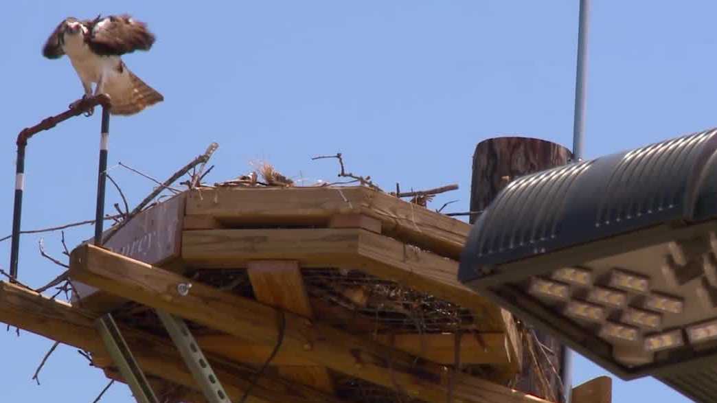 DNR report: Osprey population increasing in Iowa
