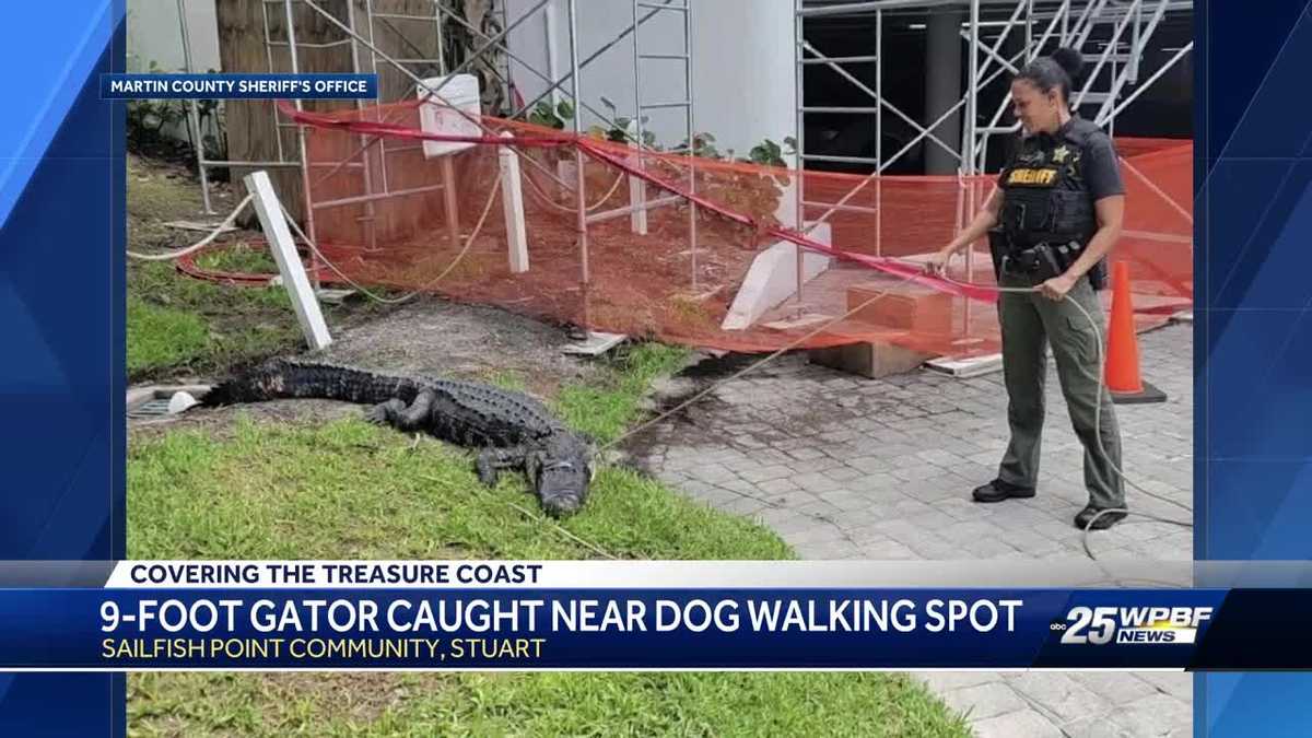 9-foot alligator captured in Stuart neighborhood