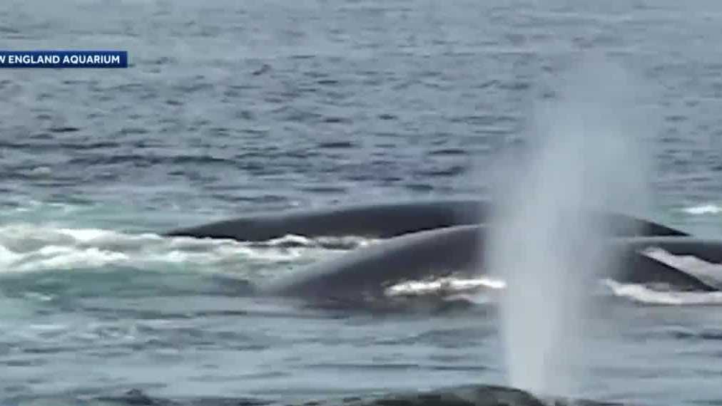 Northern right whales swim across Cape Cod Canal
