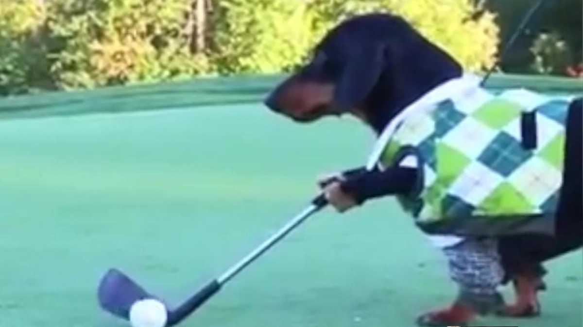 Adorable Dachshunds Play Golf