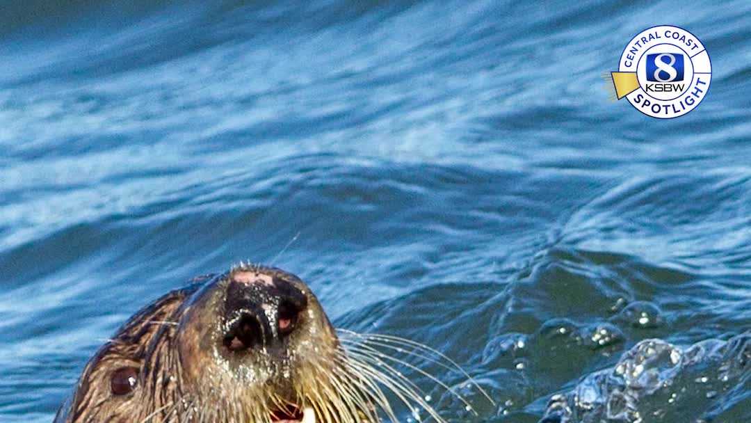 Central Coast Spotlight: Sea Otter Awareness Week