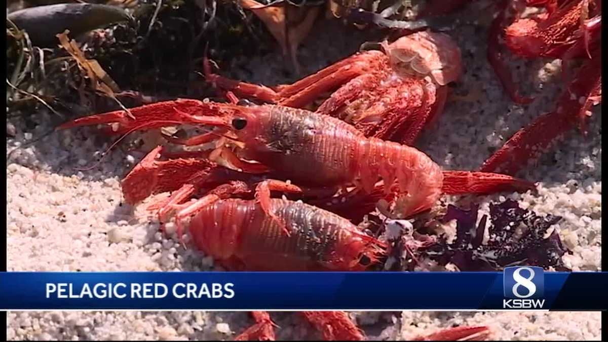 Tiny red crabs have taken over Lovers Point beach in Pacific Grove