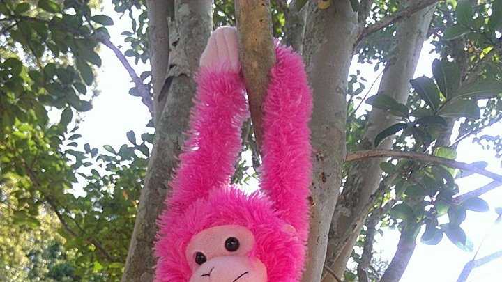 Monkey Watch: Stephanie seeks answers