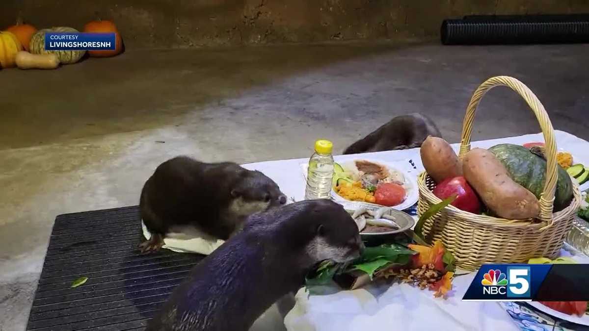 Otters enjoy Thanksgiving feast at Living Shores Aquarium