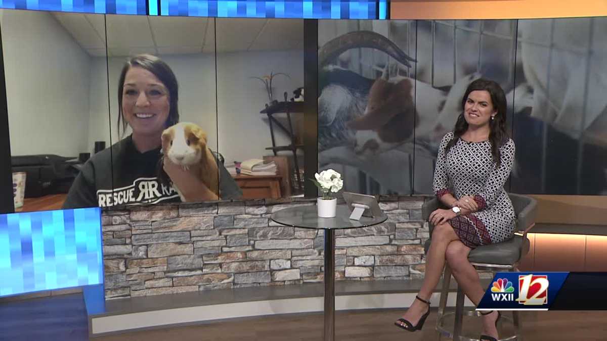 Rescue Ranch breaks down what to know before bringing a class pet home