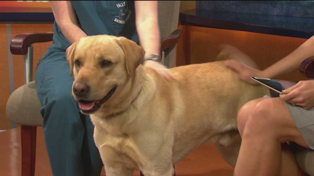 Pet Questions with Dr. Emily Reger