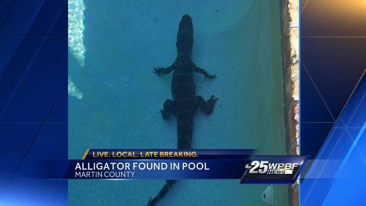 Alligator found in swimming pool
