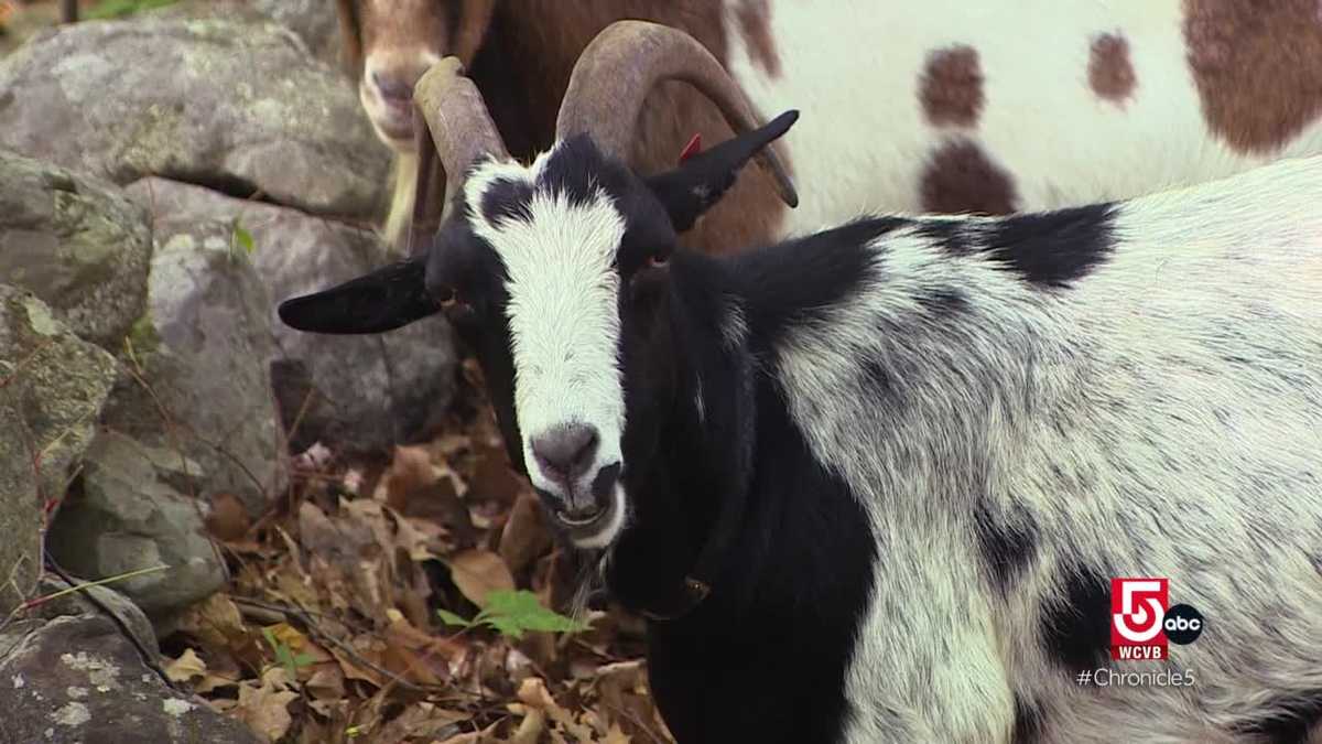 Four-legged employees bring unique skills to work