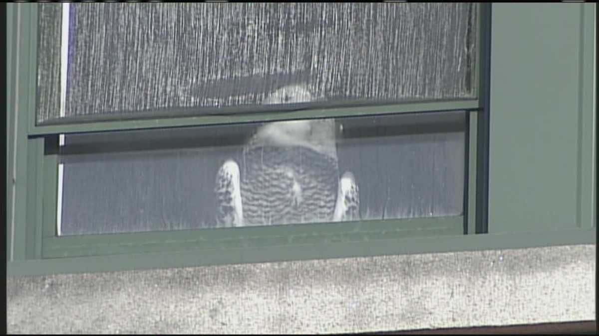 Rare snowy owl rescued from Portland building