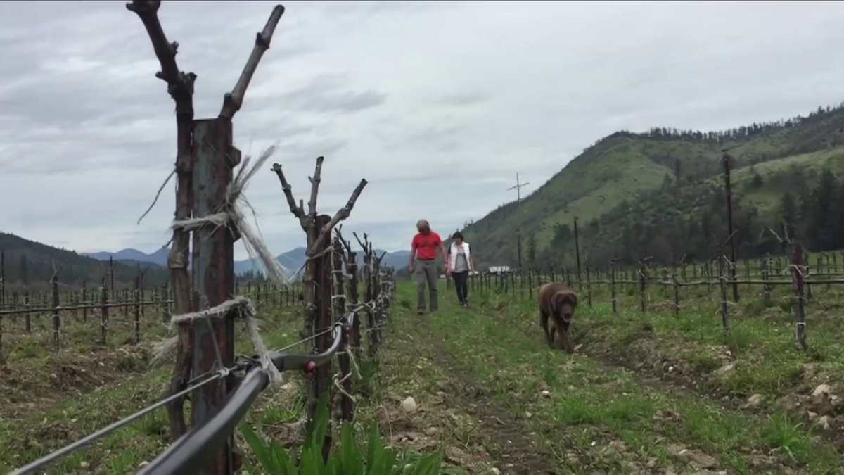 Wine and weed? Some Oregon vineyards try hand at pot farming