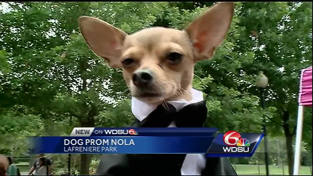 Dog Prom NOLA returns to Lafreniere Park!