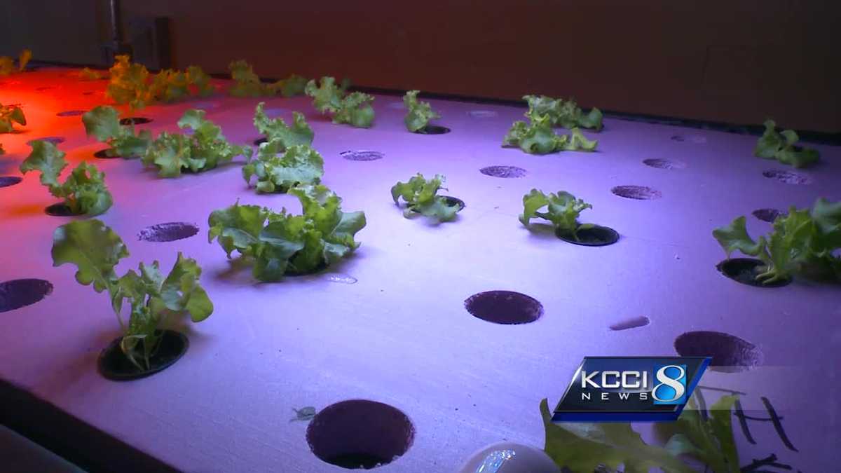 Food for thought: Students use classroom to farm fish, lettuce