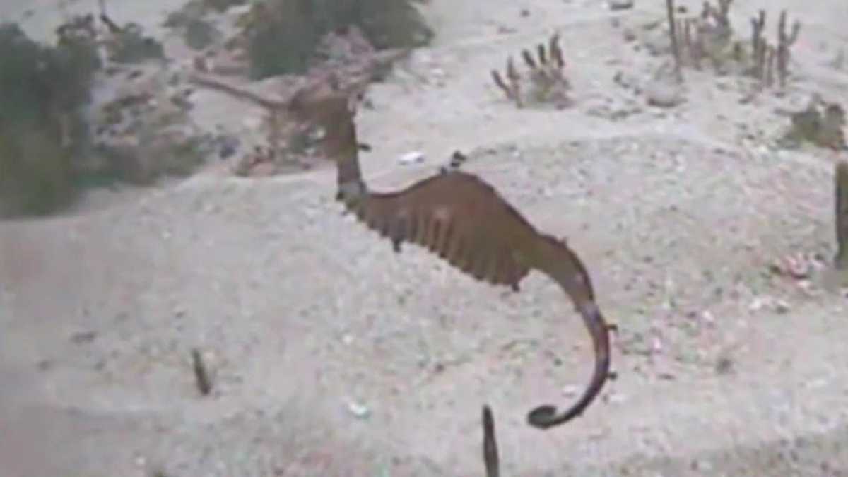 New rare seadragon discovered off Australian coast