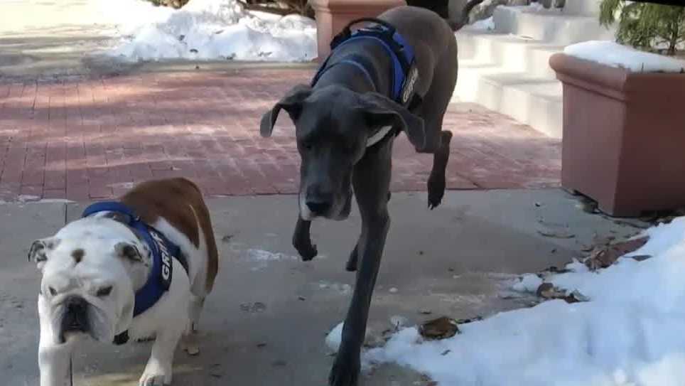 Griff the bulldog joined by new four-legged friend at Drake University