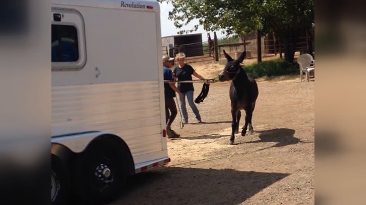 A happy ending: Donkey burned in wildfire gets new home