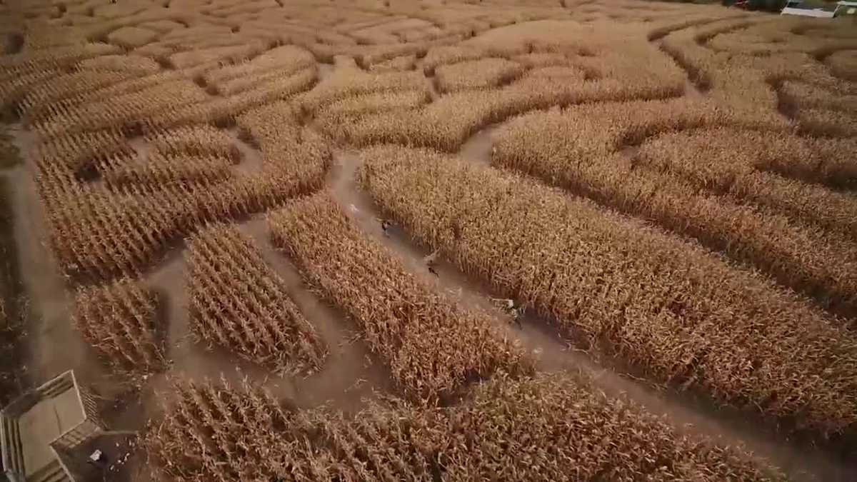 Tour the world’s biggest corn maze
