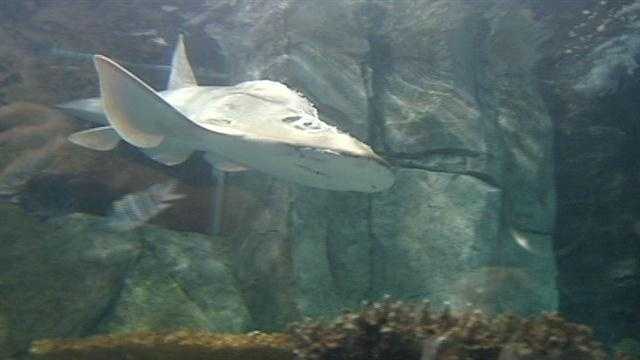 New Shark Ray arrives at Newport Aquarium