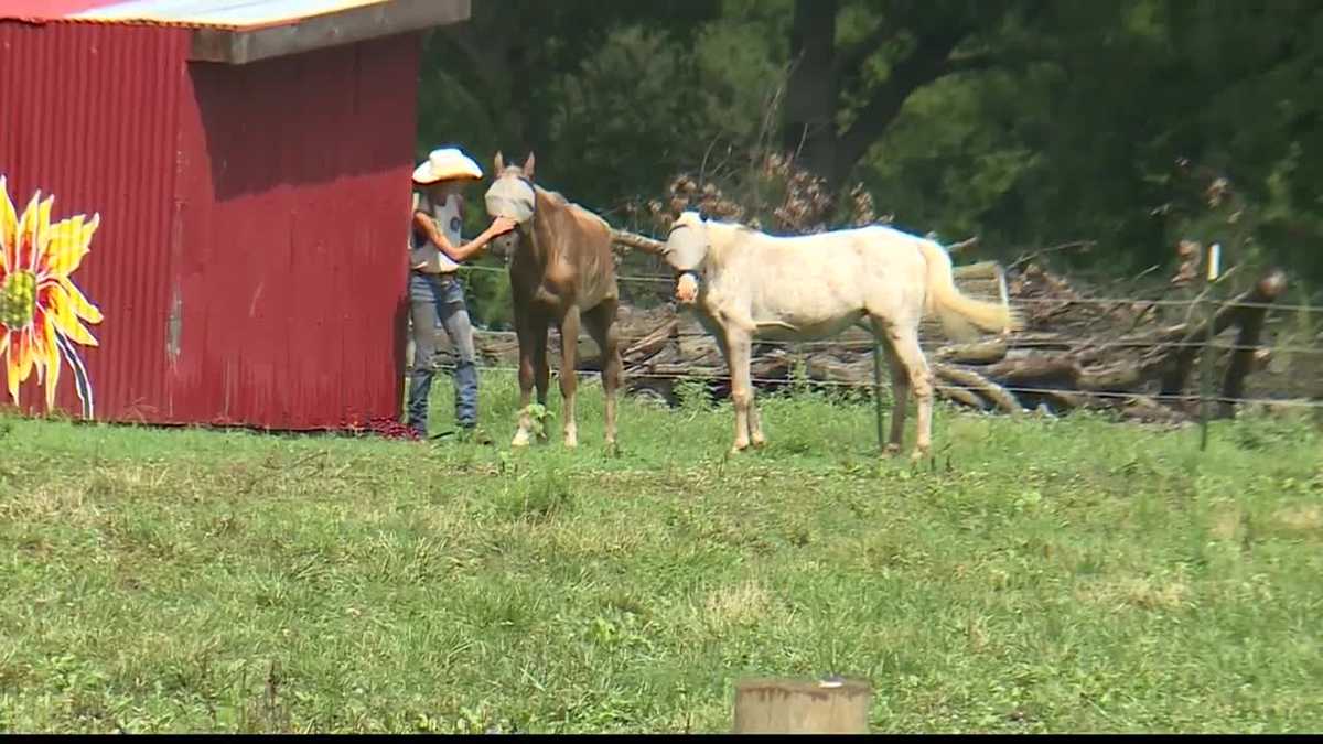 Ottawa man turns golf course into rehab ranch for horses