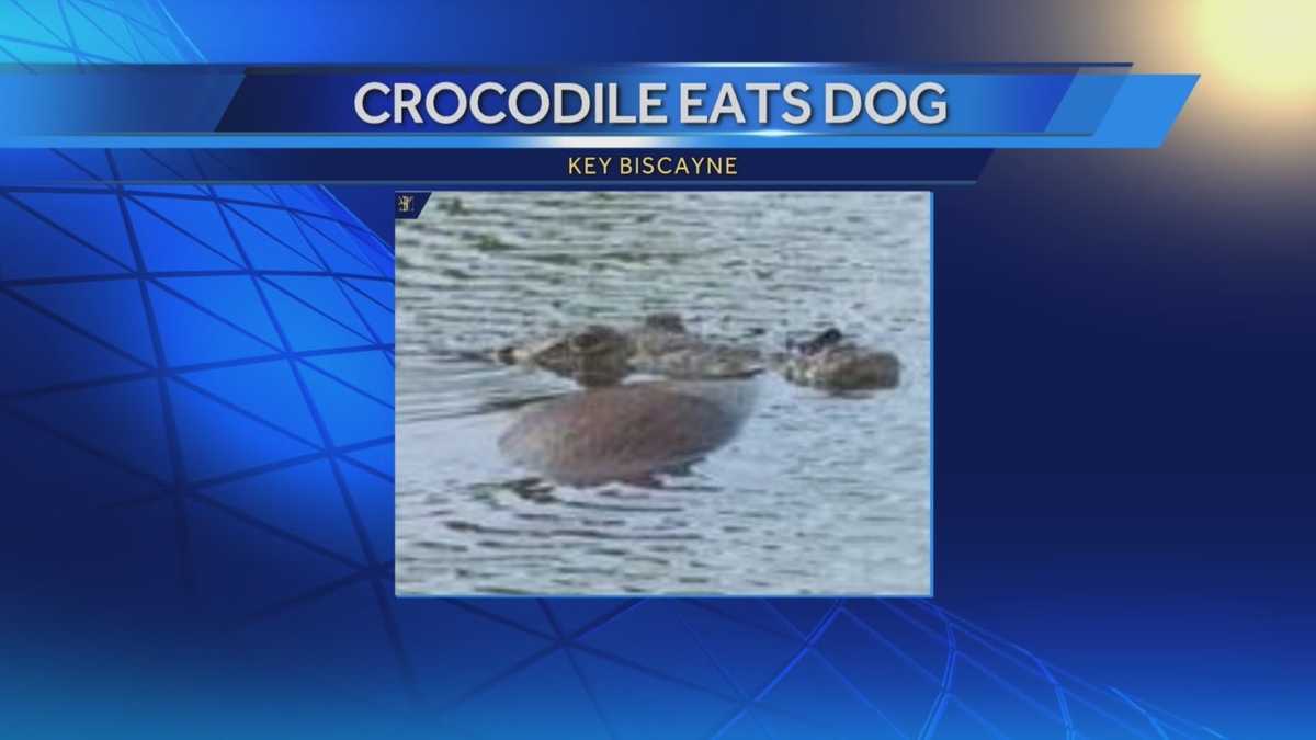 Crocodile eats woman's dog at Florida golf course