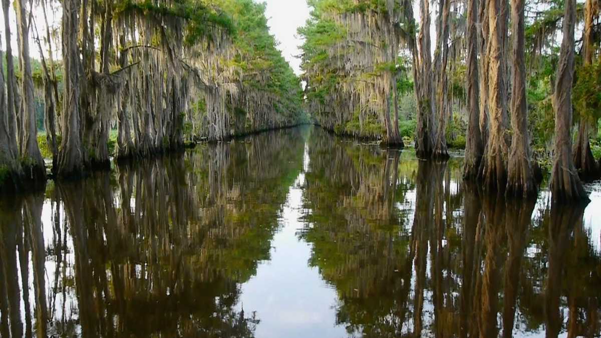 Unique views of beautiful Lousiana bayous