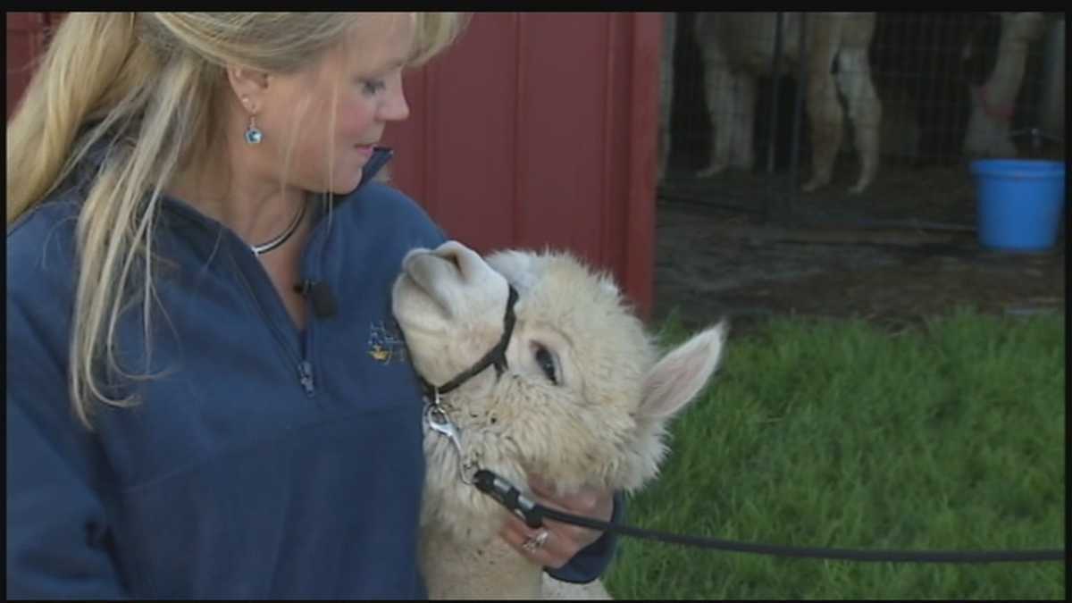 Alpaca farms becoming big business in state