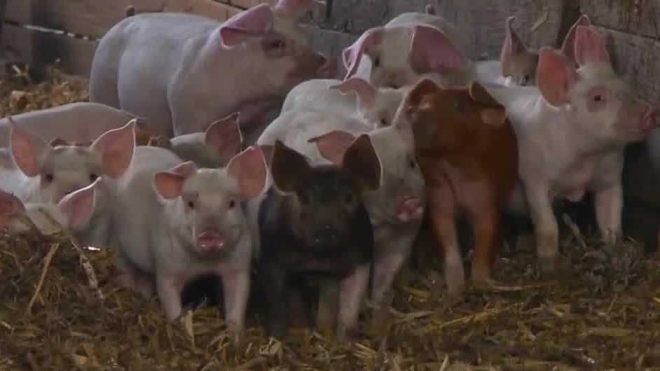 Iowa hog farmers left with few options as COVID-19 closes pork plants