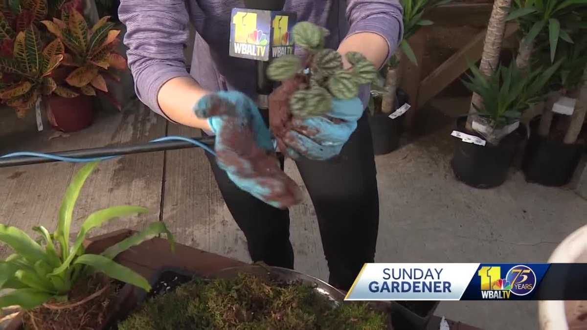 Sunday Gardener: Using Muck with your plants