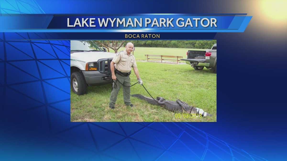 9-foot alligator caught at Boca Raton park