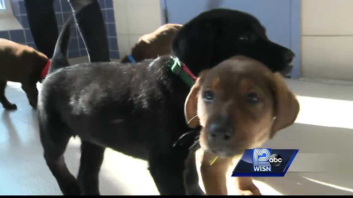 New puppies available for adoption at the Wisconsin Humane Society