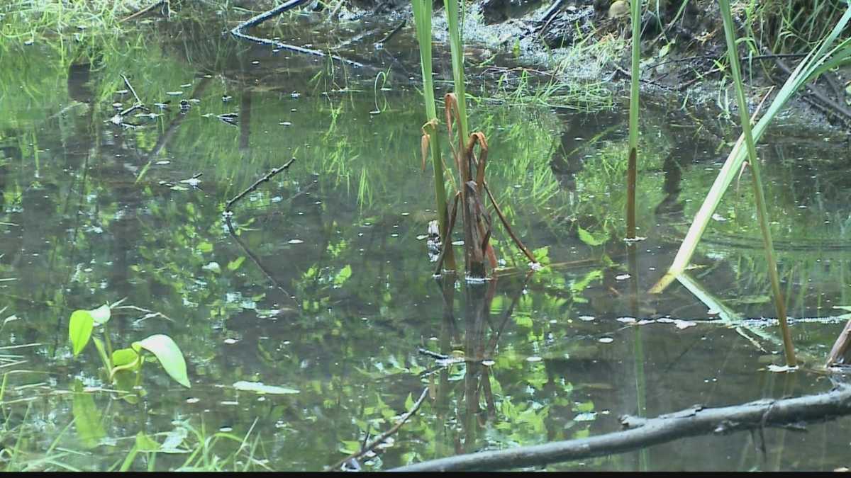 Hard to hide from insects this year