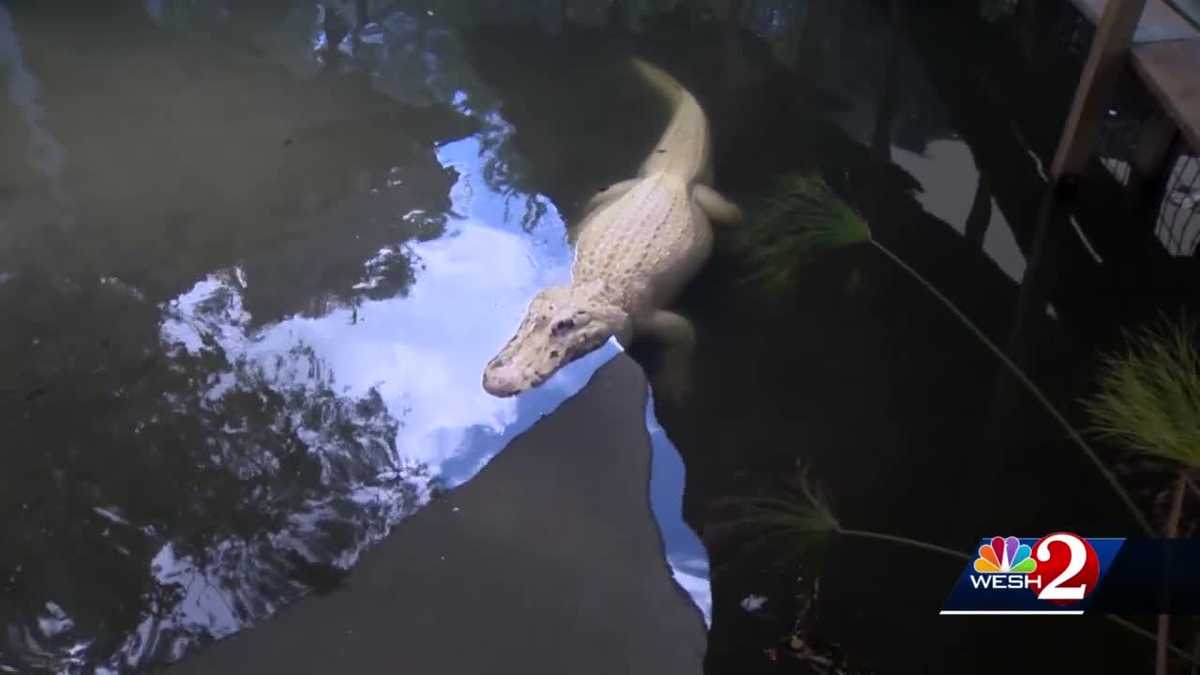 Gatorland's newest project hopes to bring romance, babies for rare ...