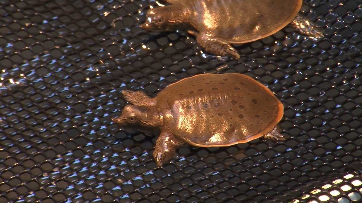Tiny turtles get some TLC