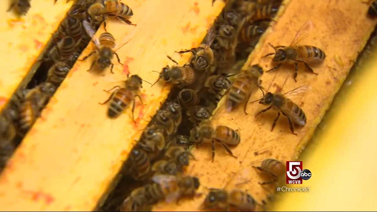 Saving the honey bees one hive at a time