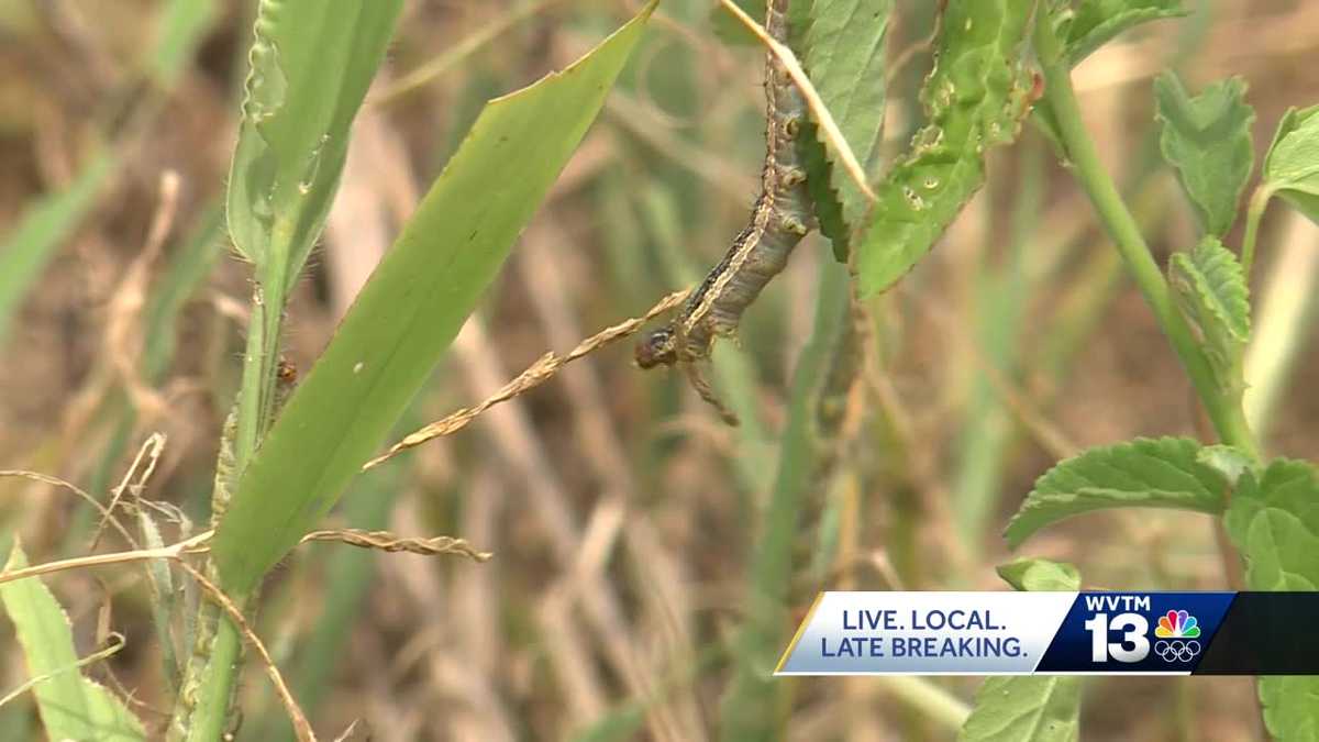 Armyworm invasion eating up crops in Alabama