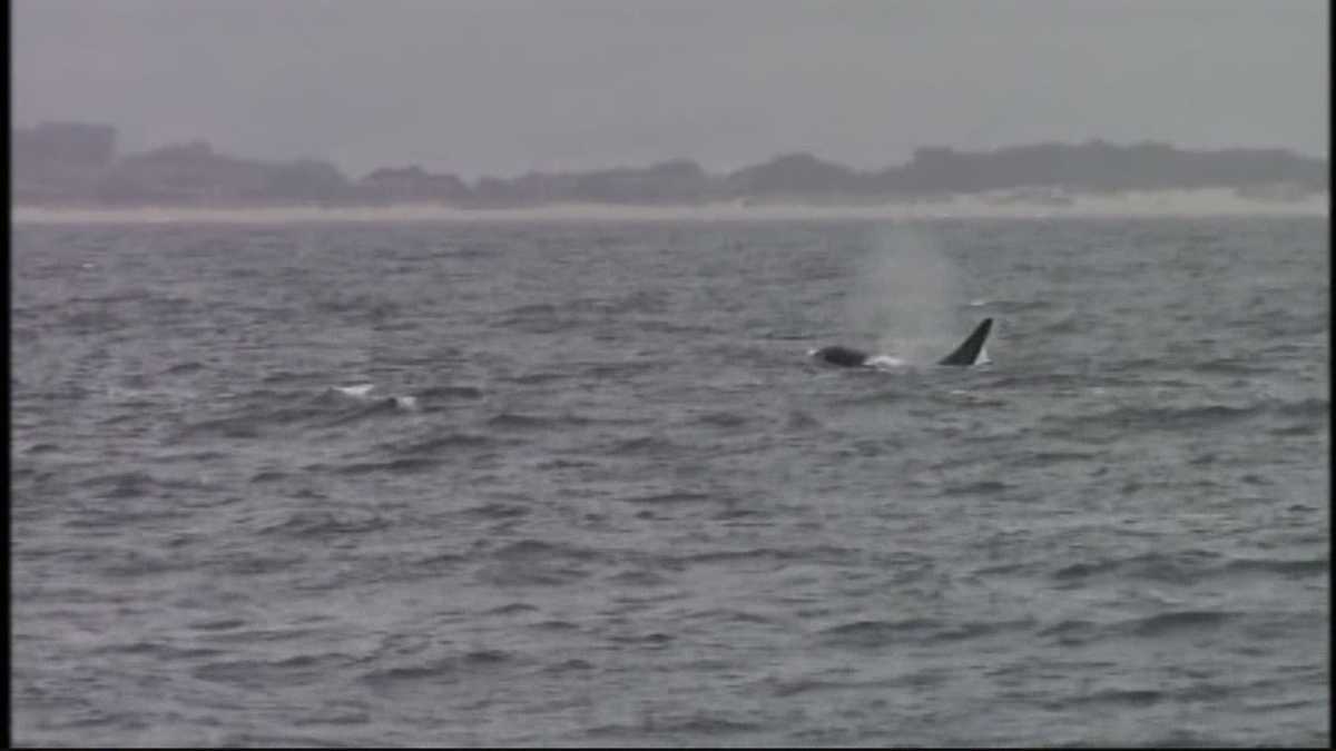 Whale Alert app launched for Pacific Ocean to protect whales