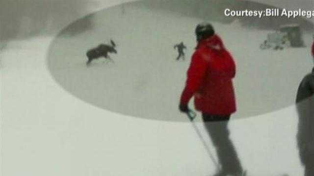 Moose chases man on ski slope