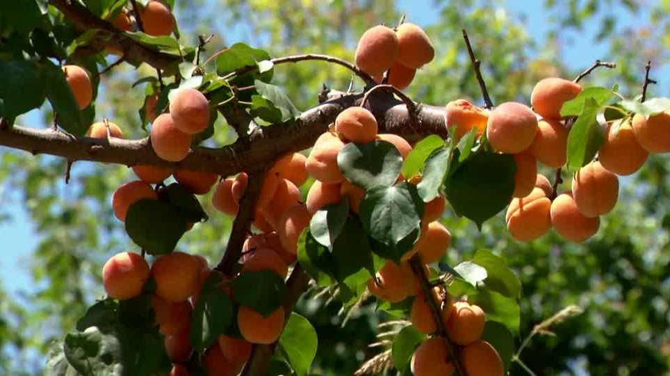 Patterson farm sees customer surge for apricots after big deal falls ...